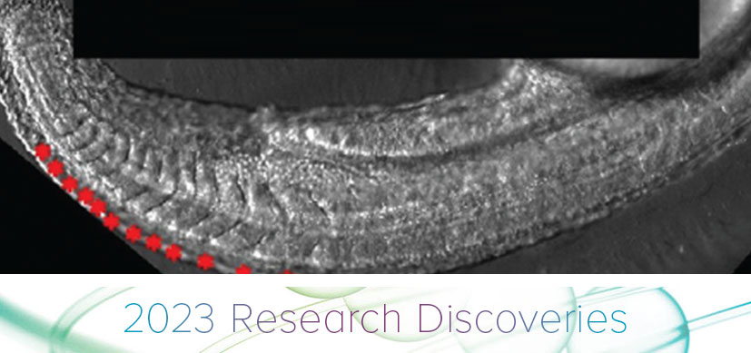 Researchers Recreate Periodic Structure of Spine Development Without ...