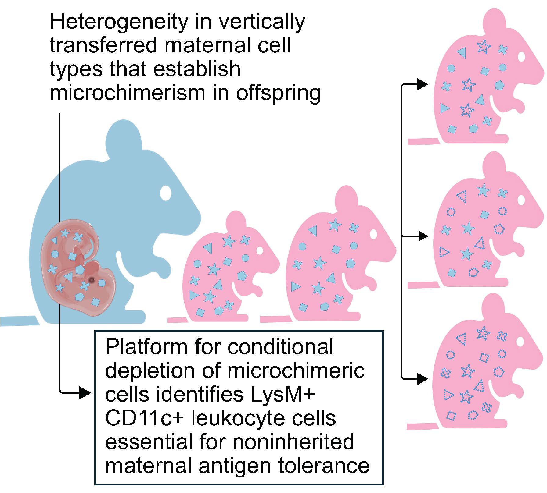 Deeper Microchimerism Study Sheds New Light on a Mother’s Cellular Gift ...