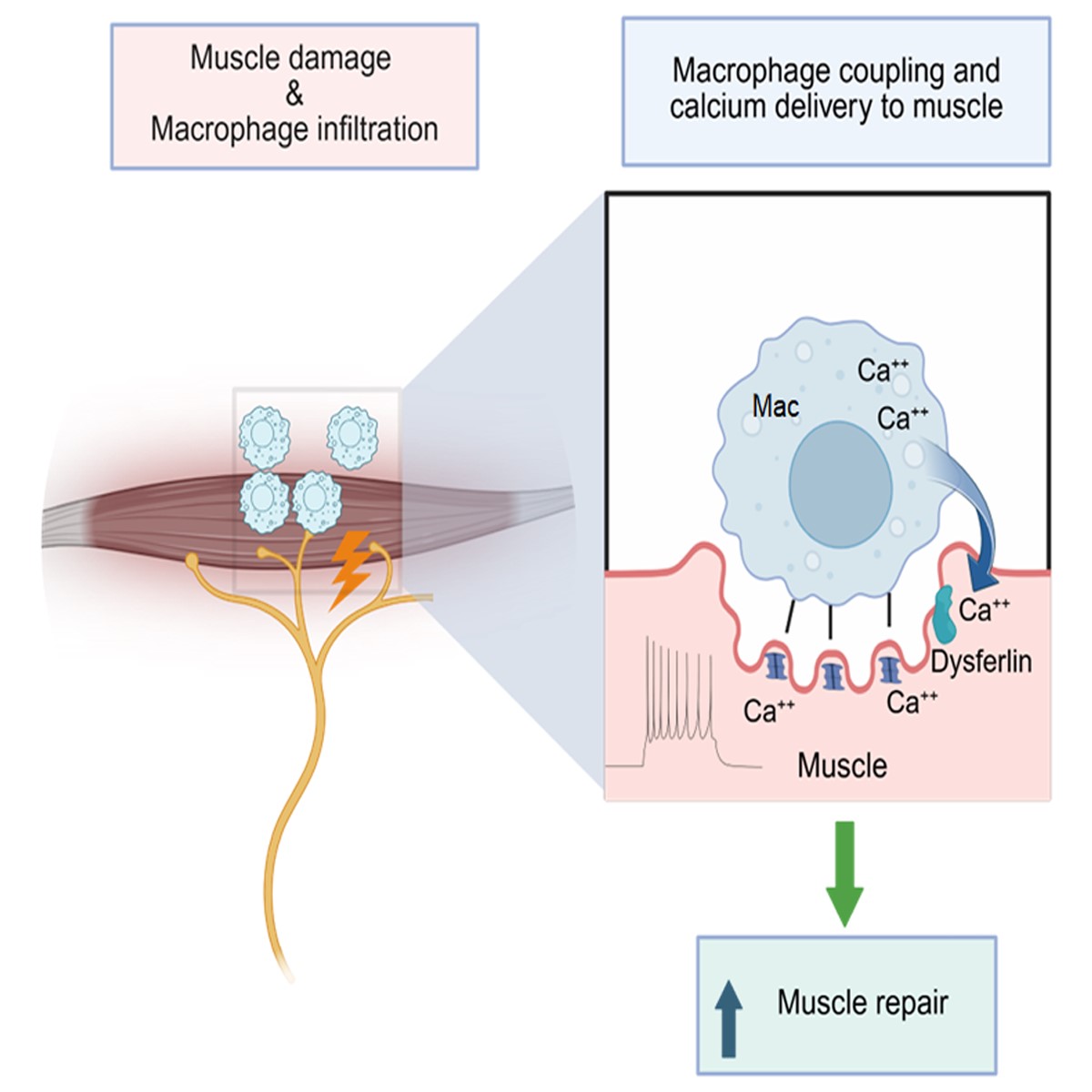 Surprising Insight May Put a Charge into Faster Muscle Injury Repair ...