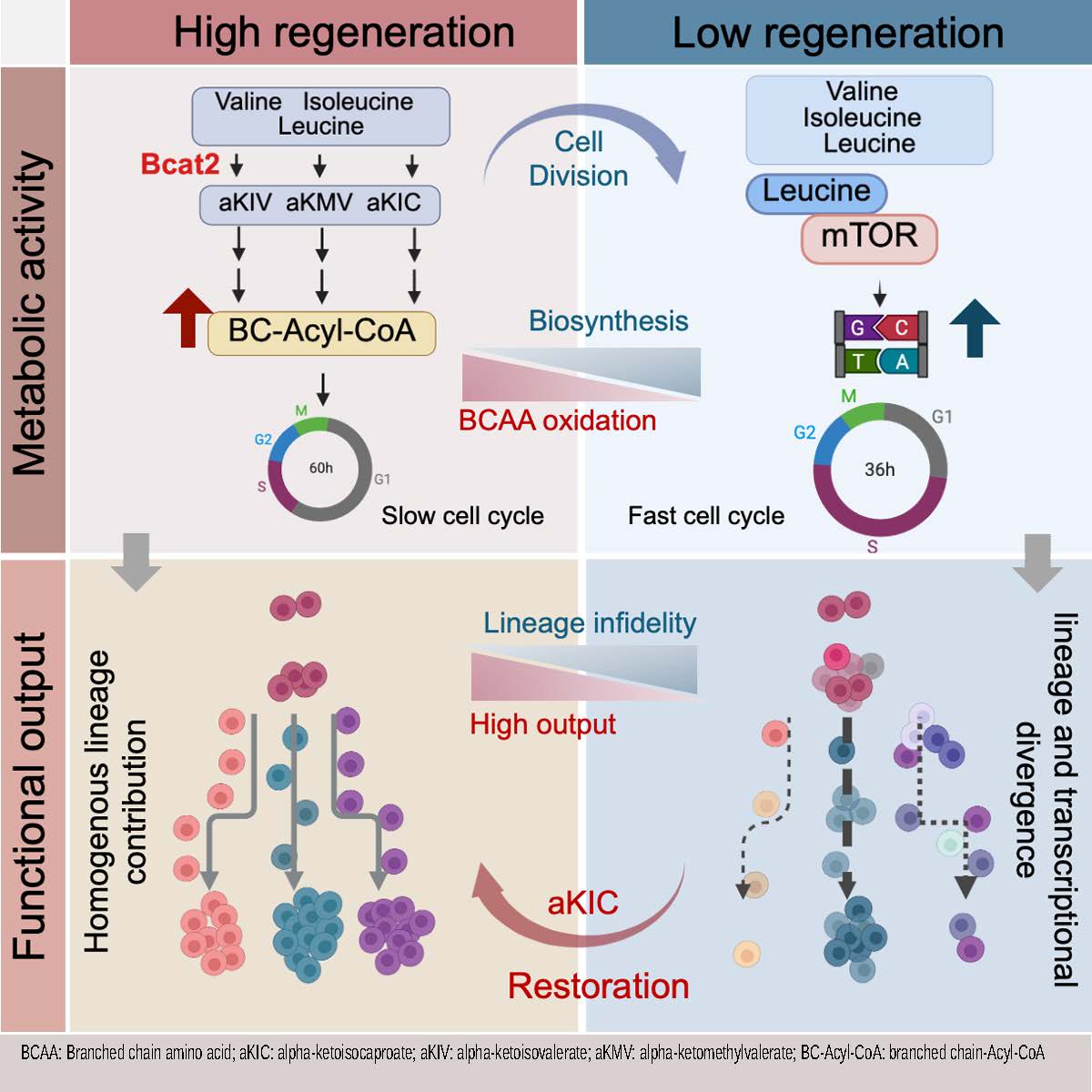 Study Reveals Method to Restore ‘Exhausted’ Blood Stem Cells - Research ...